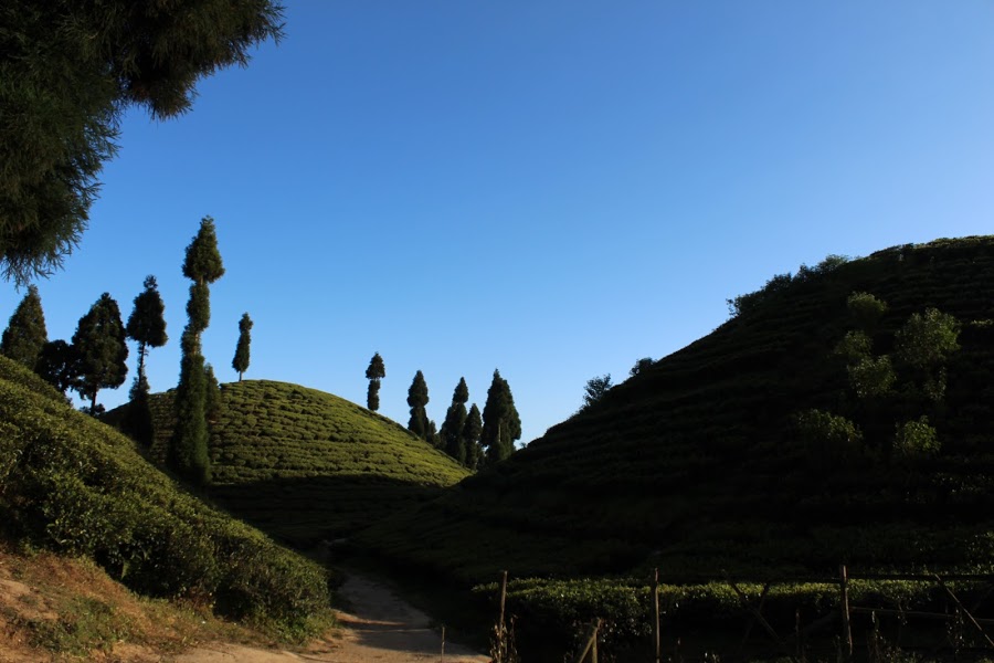 Mirik: A tranquil town with rolling tea estate - Travelyoo