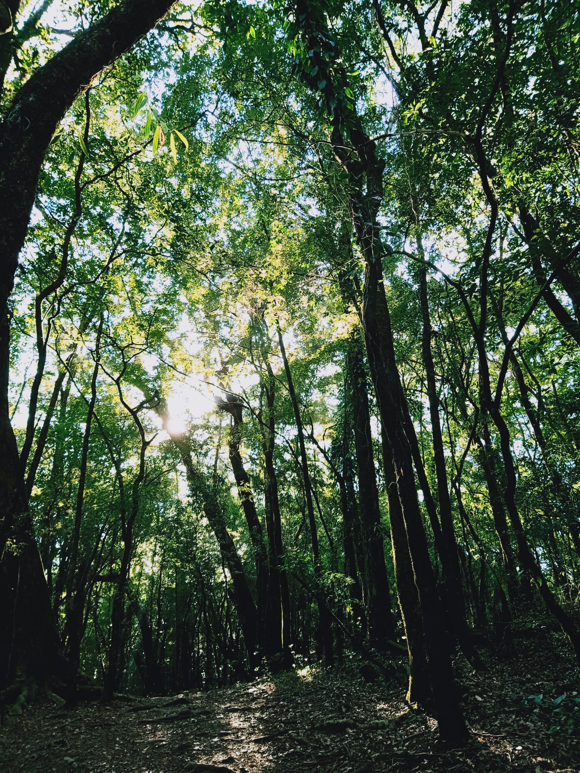 Mawphlang: The Sacred Forest of Khasi Tribe - Travelyoo