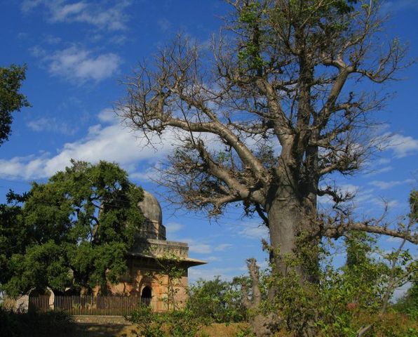 Baobab Trees: Whomping Willow of Mandu - Travelyoo